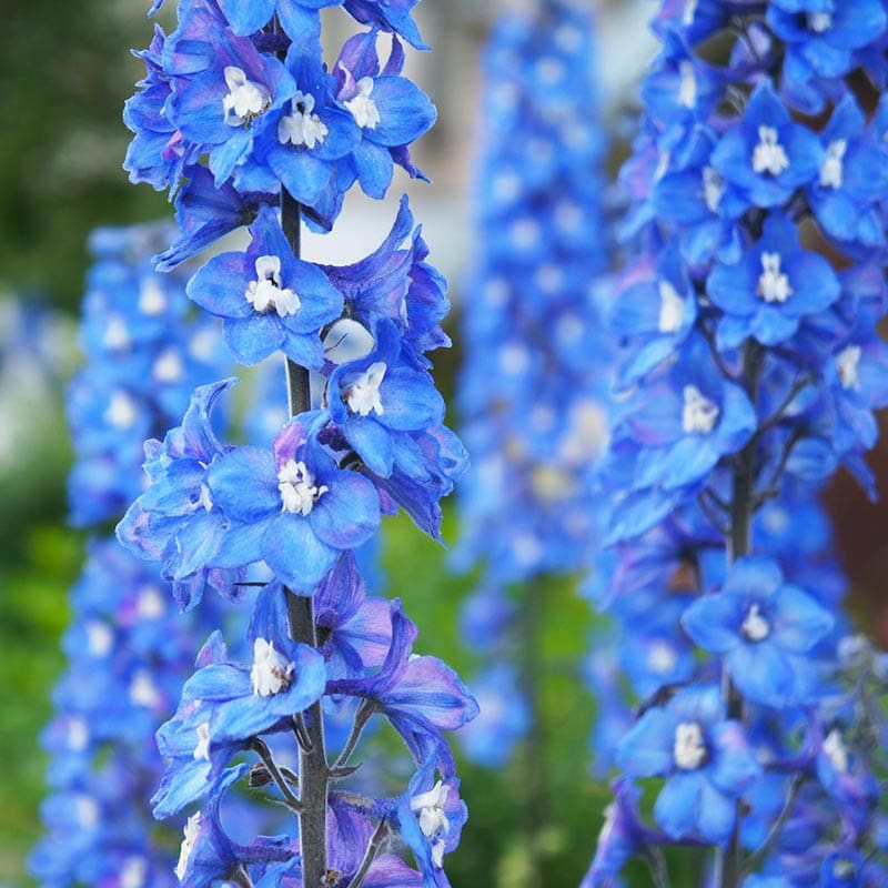 Trädgårdsriddarsporre "Blue Bird", 6-Pack - Perenner